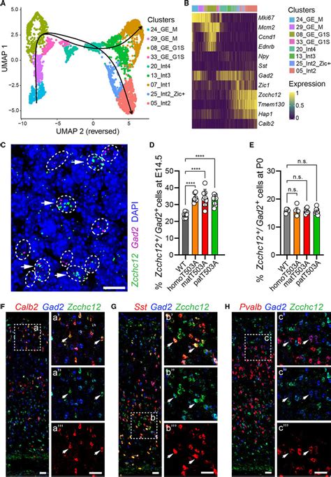 A Cortical Interneuron Subclass Is Transiently Expanded In Embryonic Download Scientific