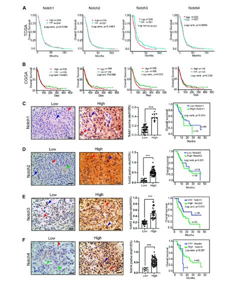The Expression Pattern And Prognostic Value Of Notch Receptors