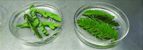 Sterilization Of Leaves And Isolation Of Endophytic Bacteria From Download Scientific Diagram