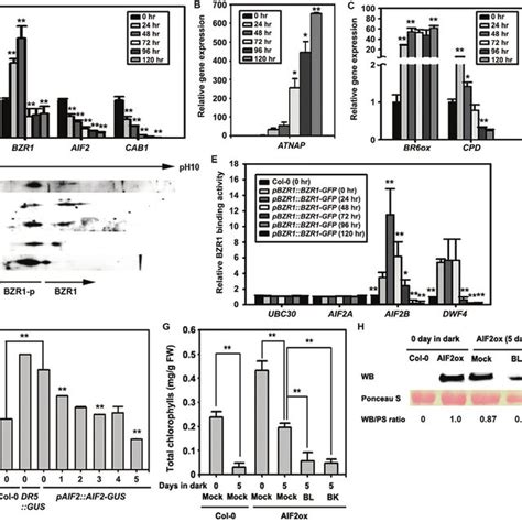 Pif4 Mediated Light Signaling Pathways A Pif4 Positively Regulates Download Scientific