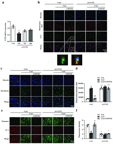Gw0742 Ameliorates Mitochondrial Damage Via Ucp2 Mediated Mitophagy In