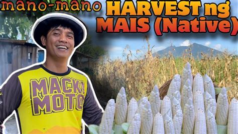 Mano Manong Harvest Sa Mais Na Native Youtube