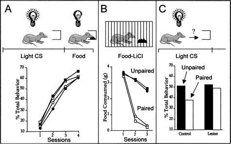 Orbitofrontal Cortex And Prefrontal