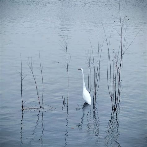 Picstinating Hello World Tomorrow Two Cocks Plane Flight