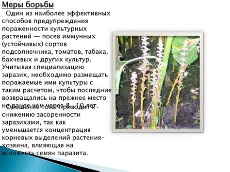 Сорняки и методы борьбы с ними - презентация онлайн