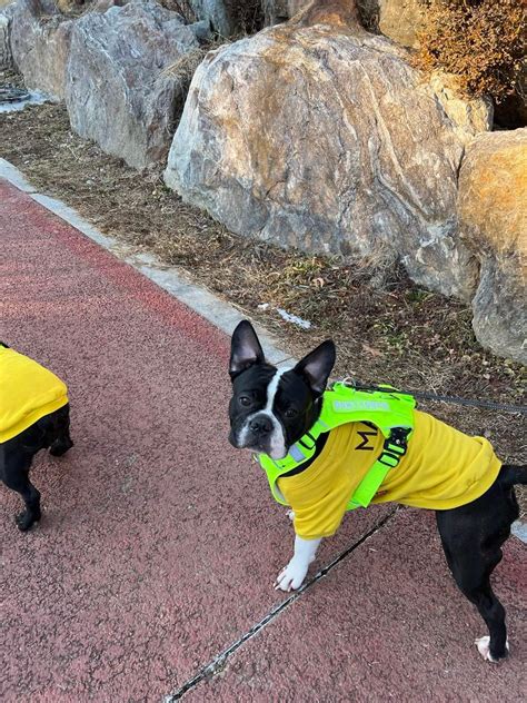 프렌치 불독 보스턴 테리어 개인 무료분양 유기견보호센터