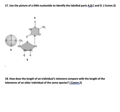 Solved Use The Picture Of A DNA Nucleotide To Identify Chegg