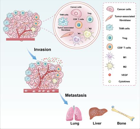 The Basic Conditions Of Tumor Microenvironment Tumor Microenvironment