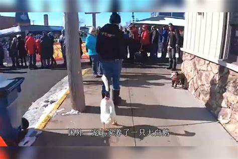 门前游来一群白天鹅家养的鹅看到后反应不要太搞笑