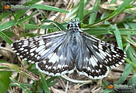 Common Checkered Skipper