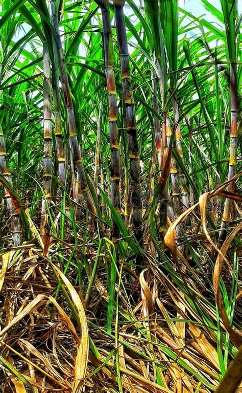 Saccharum Officinarum Stock Image Image Of Tropical 267868103