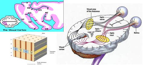 Primary Visual Cortex V1