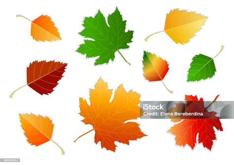 단풍 세트 흰색과 투명한 배경에 그림자가 있는 다양한 색상 개념 가을 가을 분위기 디자인을위한 격리 된 가을 요소 단풍잎 자작잎 10월에 대한 스톡 벡터 아트 및 기타