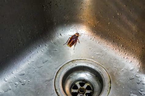 How To Get Rid Of Roaches For Good Facty