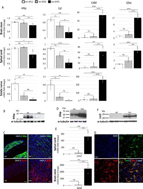 The Spatiotemporal Pattern Of Upregulated Inf Lammasome Gene Expression Download Scientific