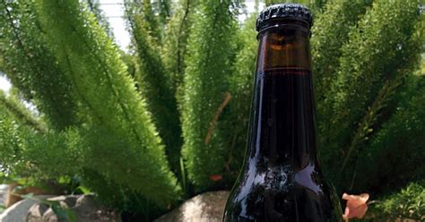 Kyles Root Beer Galacticus Jack Blacks Dead Red Root Beer