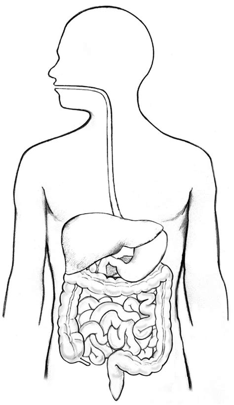 Pin By Katy Living Simply On Science Human Body Human Digestive