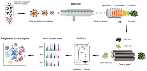 Advances In Mass Spectrometry Based Single Cell Analysis