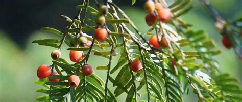 《本草纲目》意外走红，扒一扒歌中这些熟悉又陌生的药用植物山药枸杞食用油