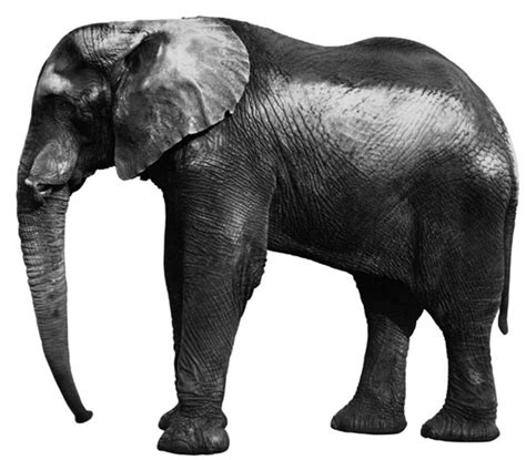 엘리펀트 The Elephant 상세정보 씨네21