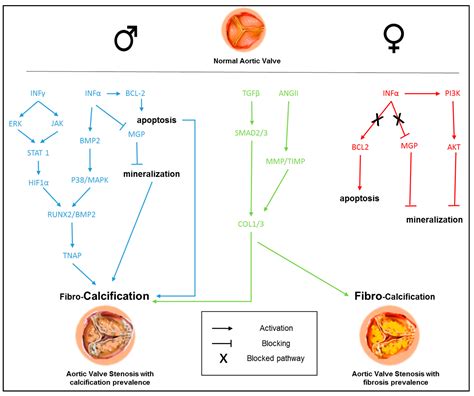 Sex Specific Features Of Calcific Aortic Valve Disease