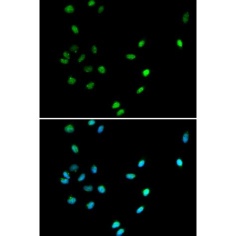 Anti Runx1 Aml1 Antibody A13839