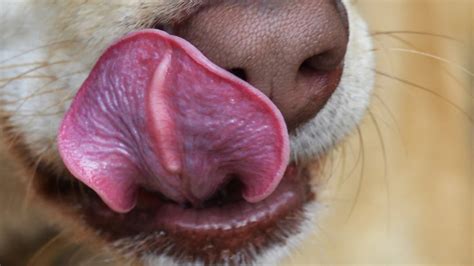 Qué Tan Peligroso Es Dejar Que Un Perro Te Dé Besos Infobae