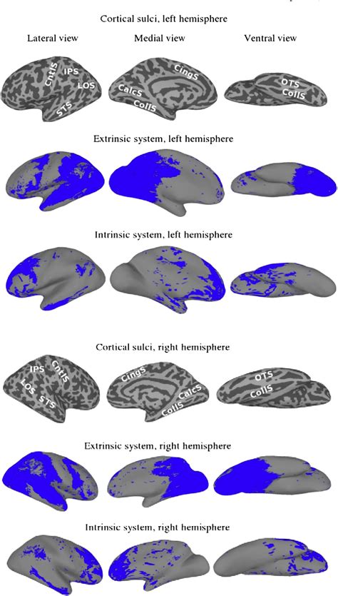 Figure 1 From Inter Subject Alignment Of Human Cortical Anatomy Using
