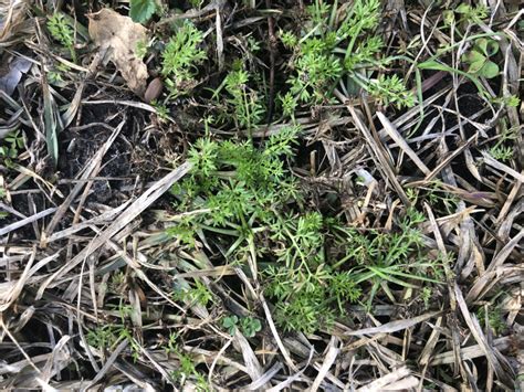 Lawn Burweed In January Nc Cooperative Extension