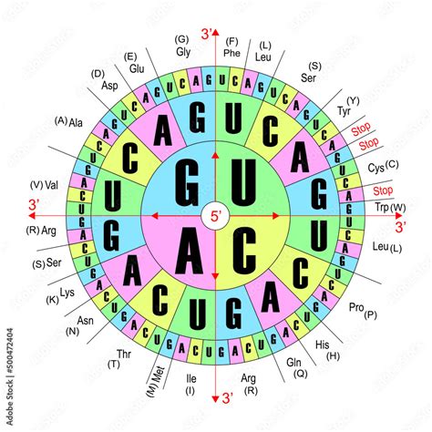 Amino Acid Codon Table Rna Cabinets Matttroy
