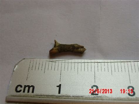 Bone Fossil ID The Fossil Forum