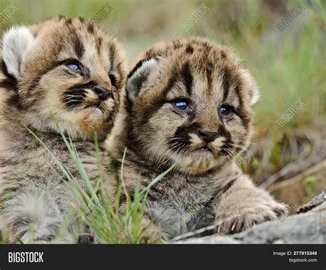 Cute Kittens Cougars Image And Photo Free Trial Bigstock