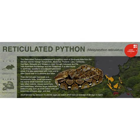 Reticulated Python Malayopython Reticulatus Black Series Vivarium Cloud Forest Design