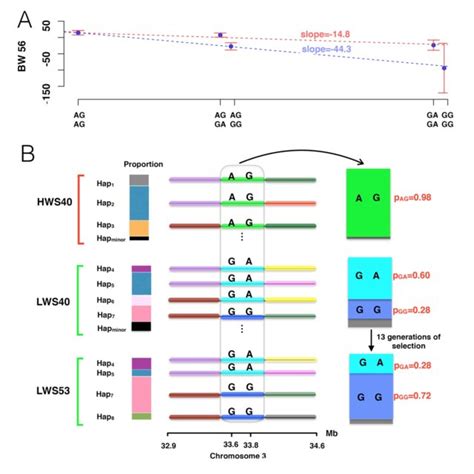 Pdf A Complex Multi Locus Multi Allelic Genetic Architecture
