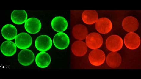 Mapping The Expression Of The Sex Determining Factor Doublesex In Daphnia Magna Using A Knock