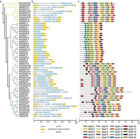 Schematic Diagram Of The Gene Structures And Conserved Motifs Of Gauts Download Scientific