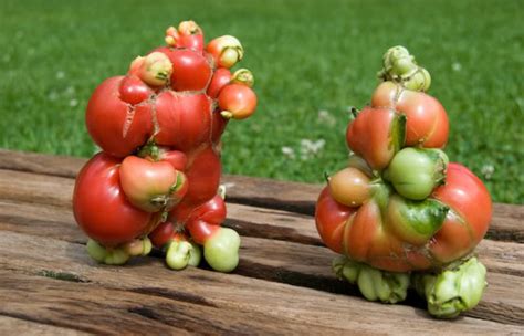 日本核辐射灾难之后：变异的瓜果蔬菜包心菜