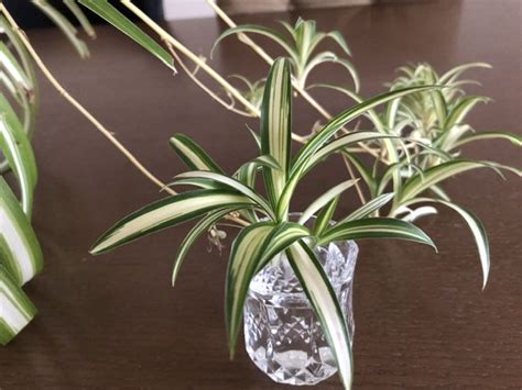 オリヅルラン子株の水栽培と土栽培で育てた時の違い ベランダと部屋で育てる植物