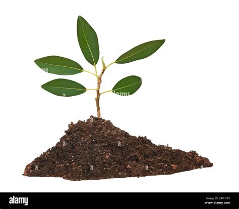 Tree In Soil Stock Photo Alamy