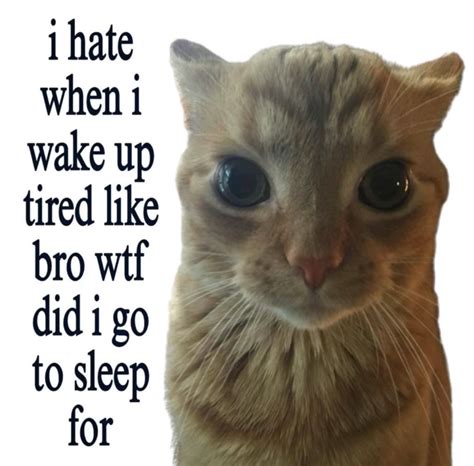 Tired Cat Meme