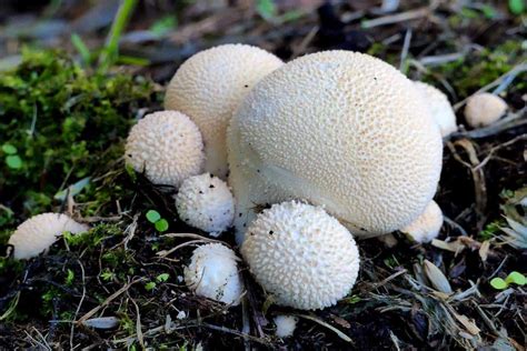 11 Tipos De Hongos En Kentucky Con Imágenes 2025