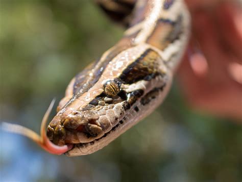 Hatchling Burmese Python