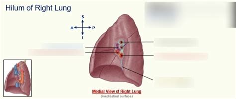 Relationships At Hilum Right Lung Diagram Quizlet 44 Off