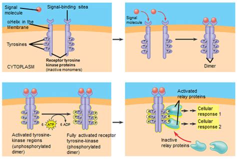 Cell Signaling 2 Exam 3 Part 2 Flashcards Quizlet