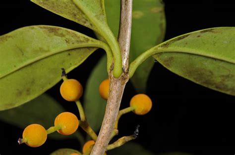 Alyxia Concatenata Apocynaceae
