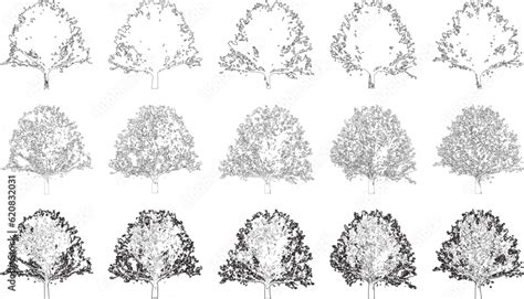Tree Elevation Line Silhouettes Oak Tree Stock Vector Adobe Stock