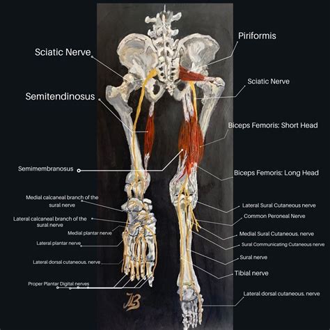 Differentiation Of Hamstring Tendonitis And Strains Vs Hamstring Syndrome