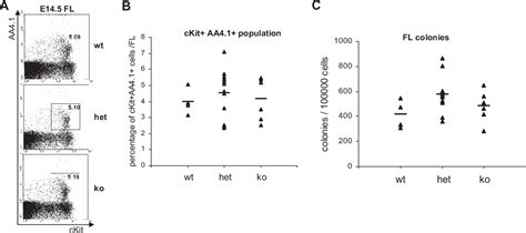 Figure 6 From The Differential Activities Of Runx1 Promoters Define