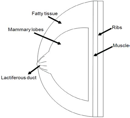 Schematic Diagram Of The Anatomy Of A Breast Download Scientific Diagram