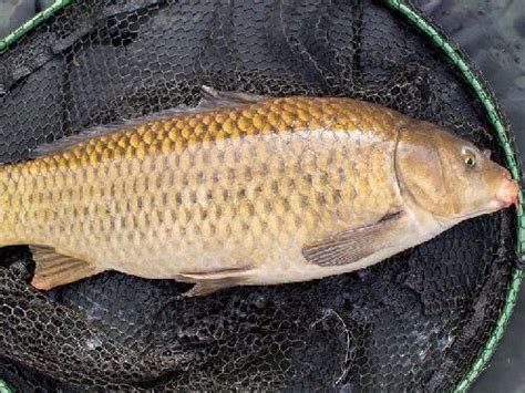 Купить малька и крупную живую рыбу для зарыбления пруда Цены в Москве и в Подмосковье